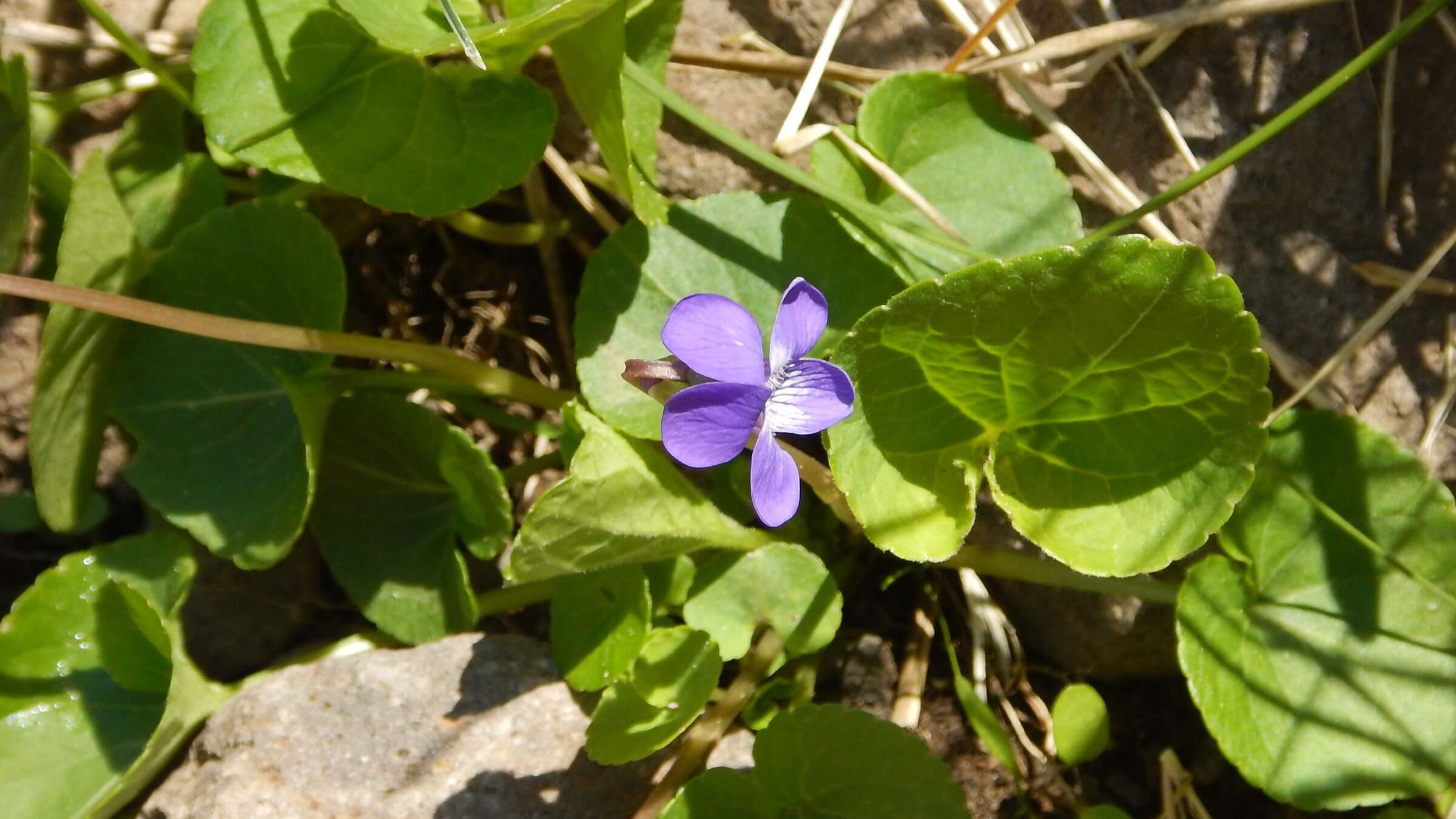 Bear Wallow Wilderness, 2017 – Wilderness Need